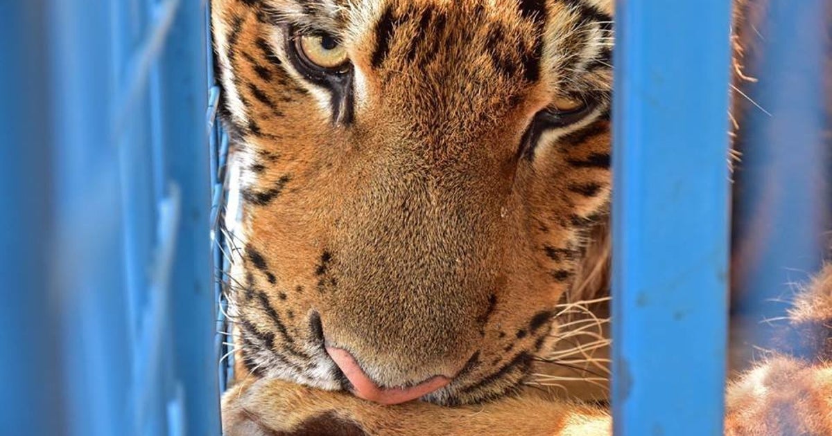 Starving Animals Rescued From Abandoned Zoo In Syria | HuffPost World