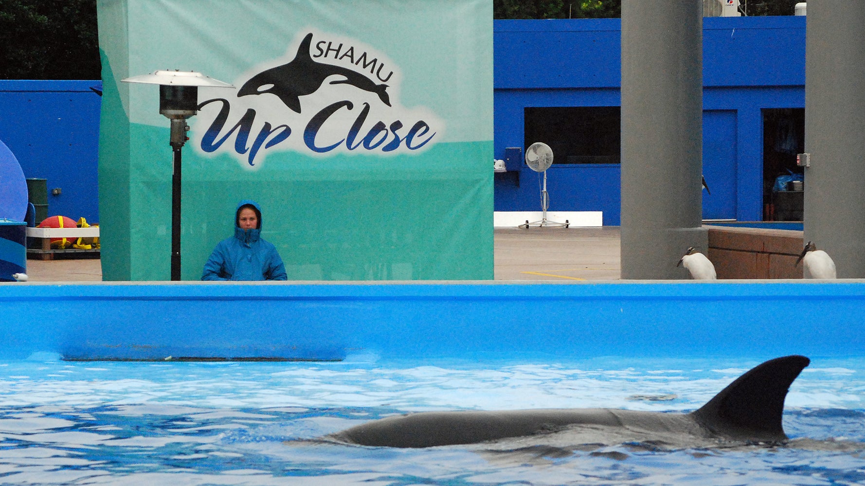 Baby SeaWorld Orca Dead at Just 3 Months Old | HuffPost Contributor