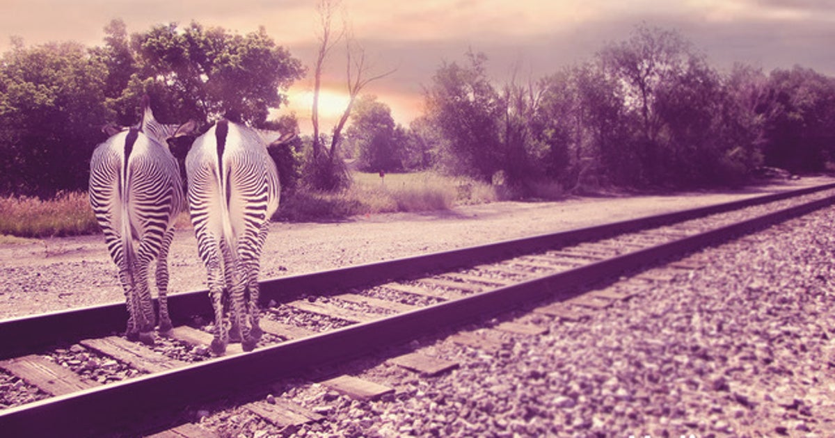 Animals Freed from Denver Zoo, One Child, One Image at a Time ...