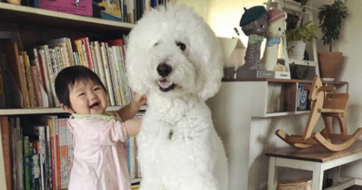 Precious Toddler And Giant Poodle Have The Most Adorable Friendship ...