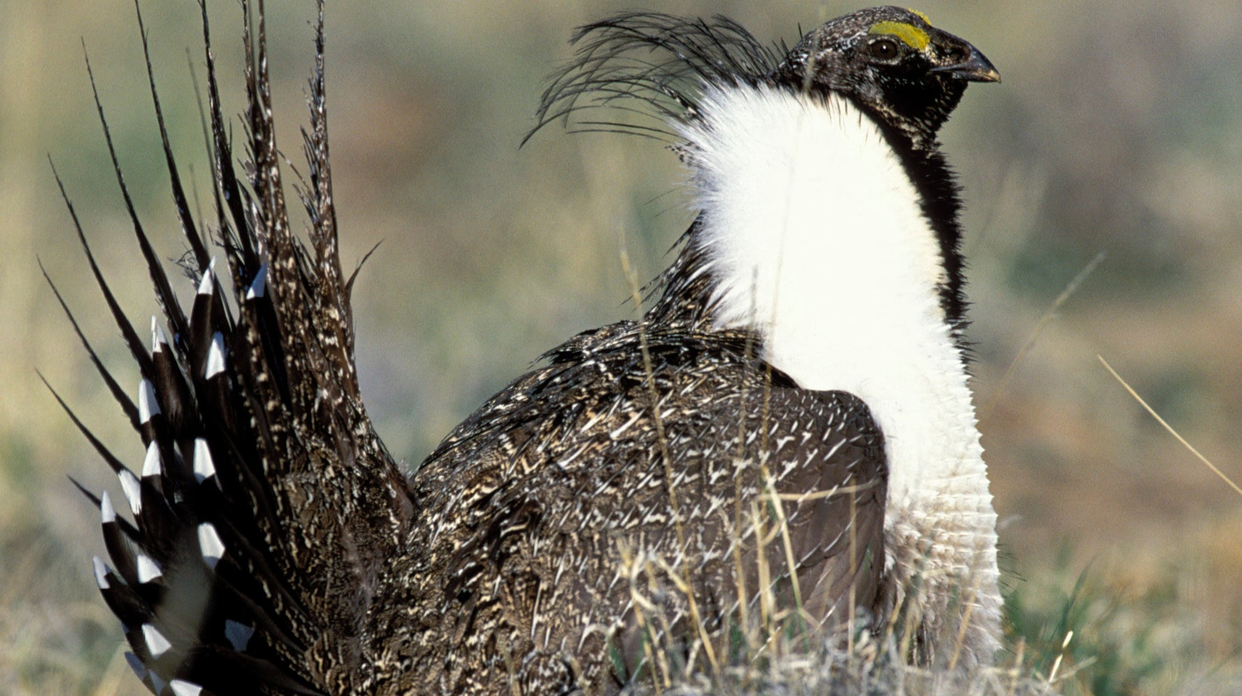 Feds Decide Not To Add Greater Sage Grouse To Endangered Species List ...