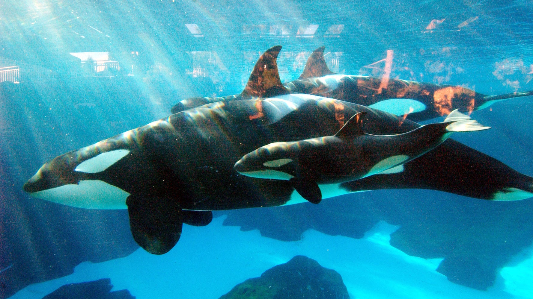 Seaworld Tilikum Family Tree