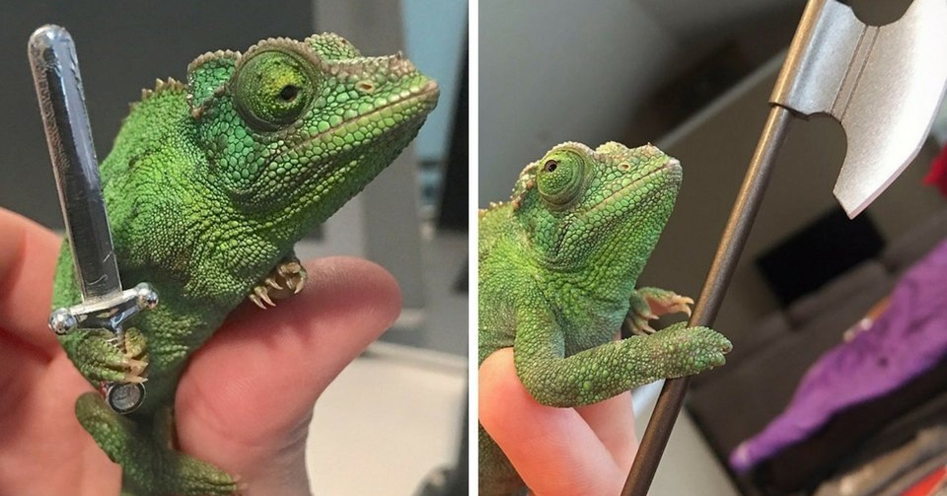 Twitter Is Loving This Chameleon, Who Will 100 Percent Cut You | HuffPost