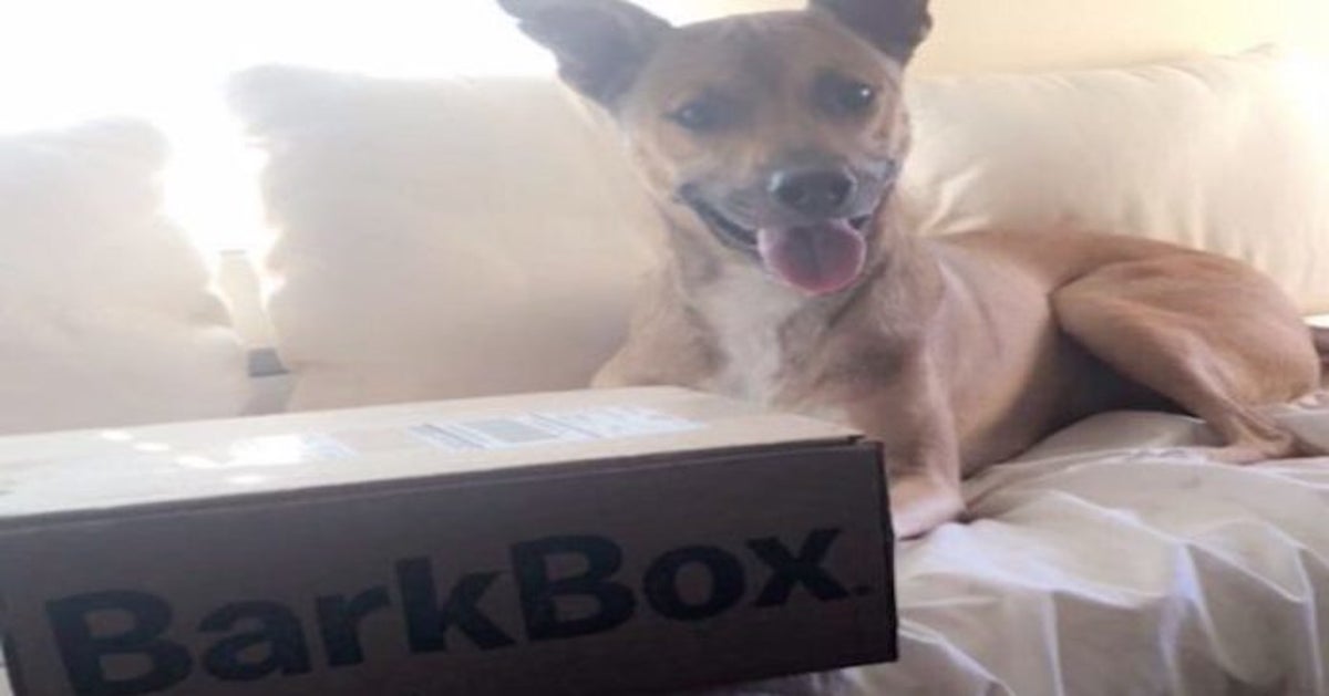 I Gave BarkBox A Try, Here’s What I Think | HuffPost Contributor
