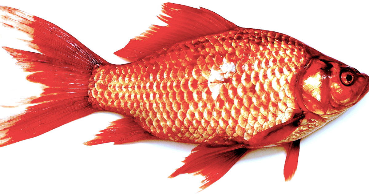 Fish Are Shrinking | HuffPost Contributor