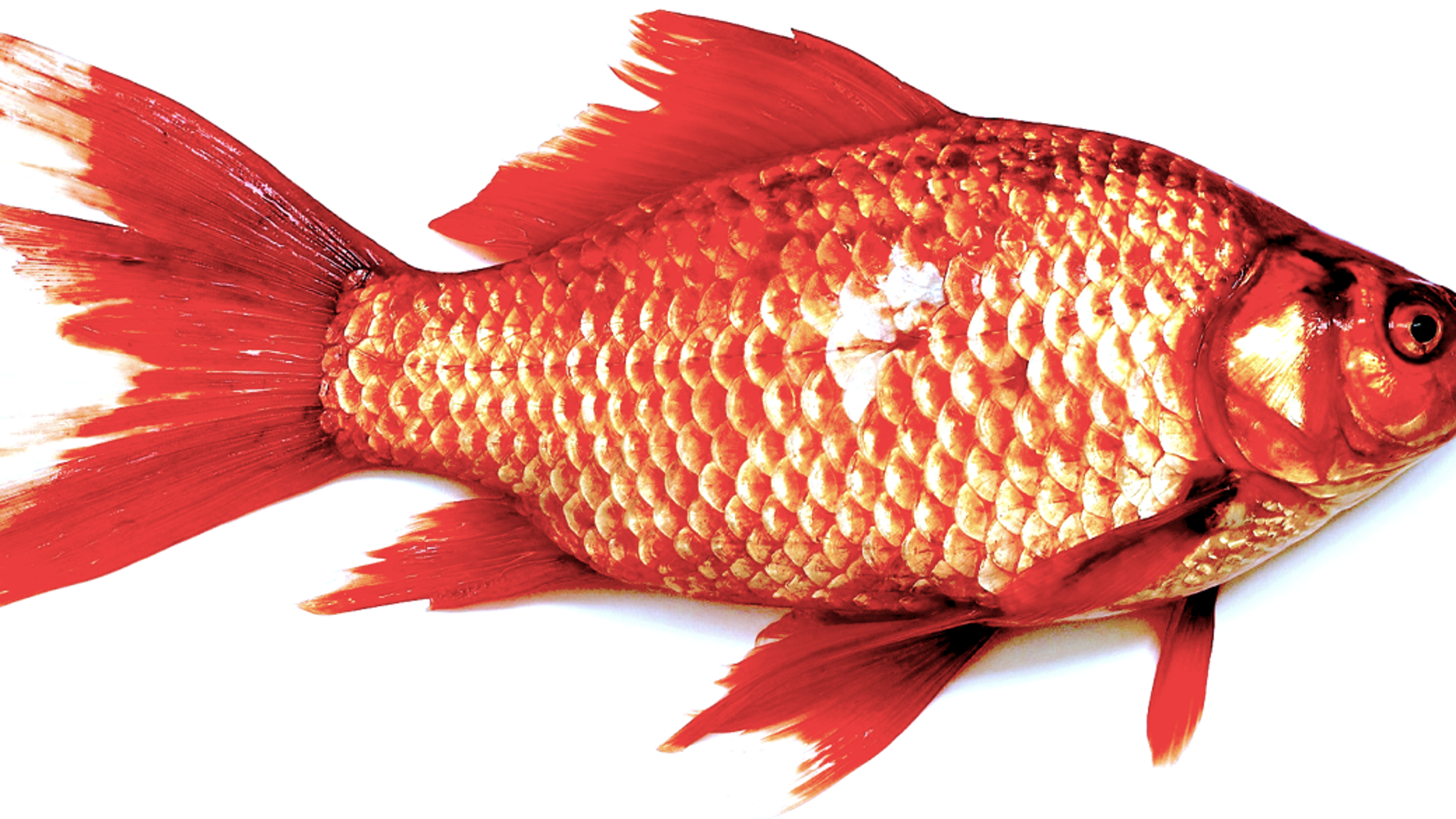 Fish Are Shrinking | HuffPost Contributor