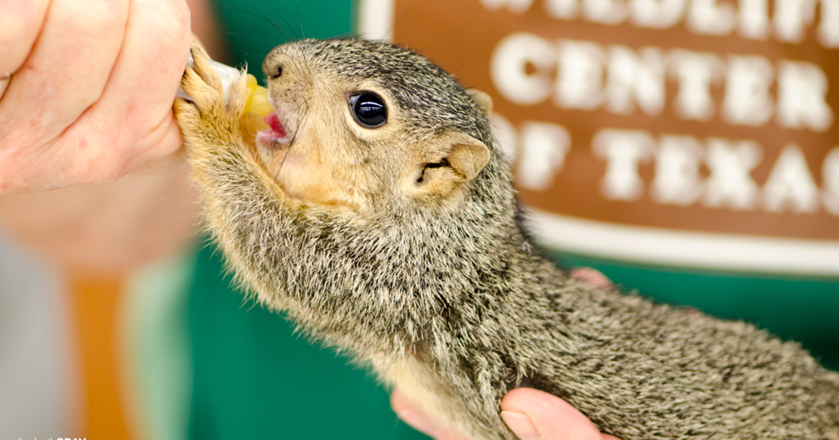 Here's How Harvey Is Affecting Wild Animals | HuffPost World