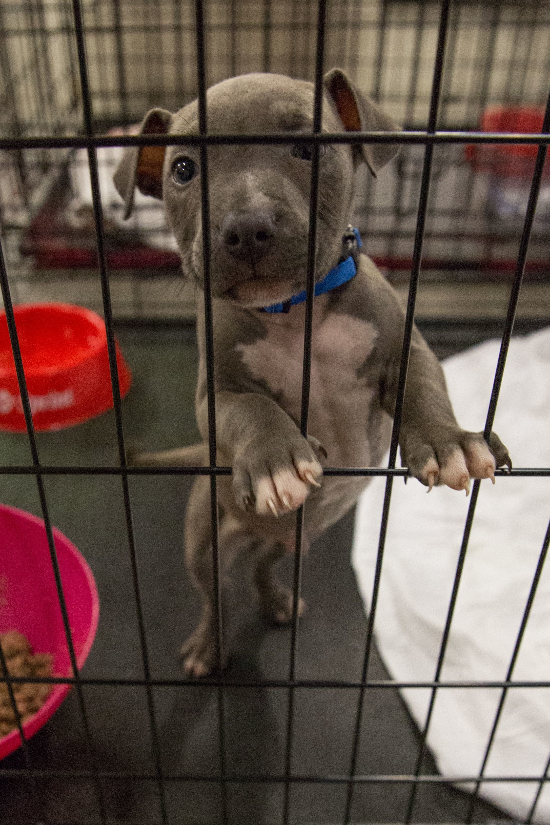 Corpus Christi Animal Shelter Change Comin Corpus Christi Animal Shelter Change Comin