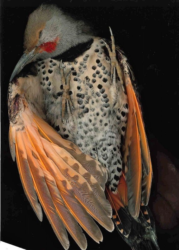 A Bewildering Dopamine-fueled Run | HuffPost Contributor