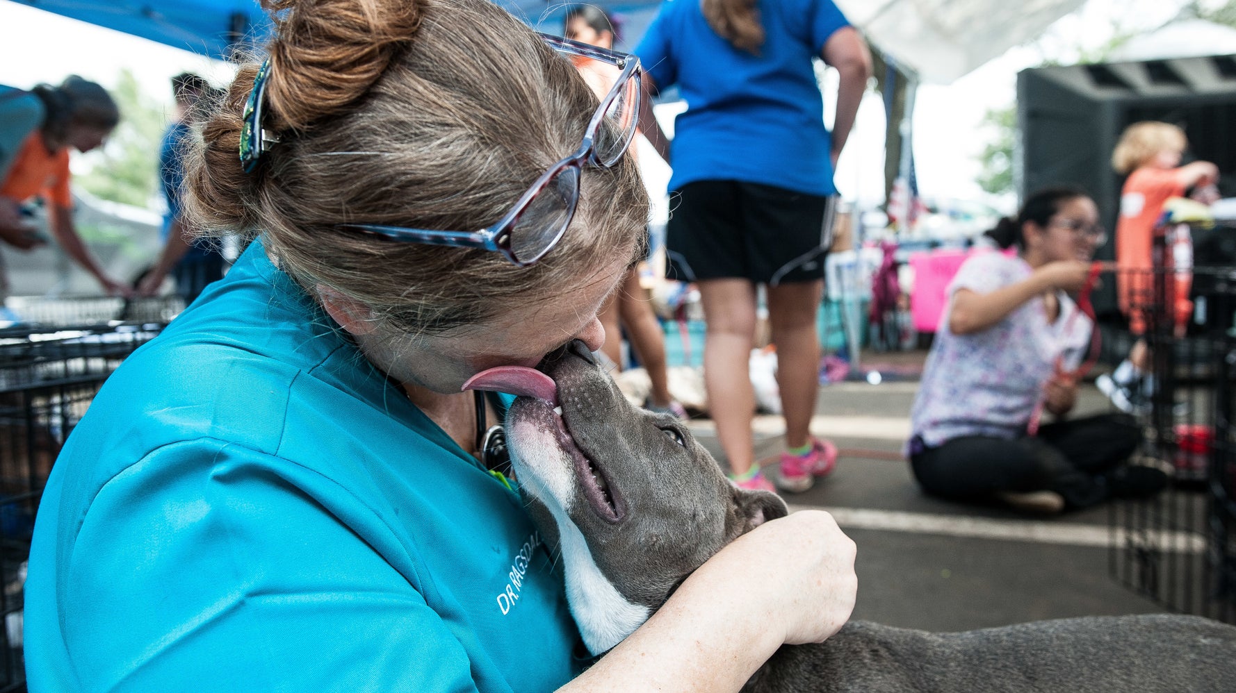 Harvey Left Countless Pets Homeless. Here’s What It Takes To Shelter ...