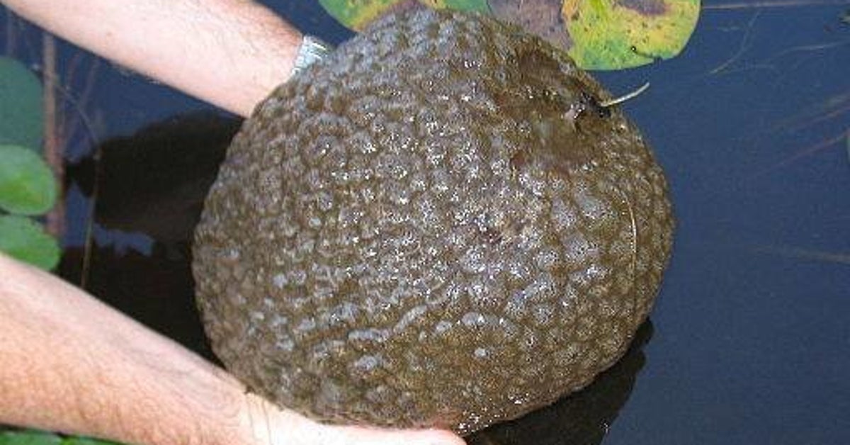 These Weird Brain-Like 'Blobs' Found In A Lagoon Have Been Around For Millions Of Years ...