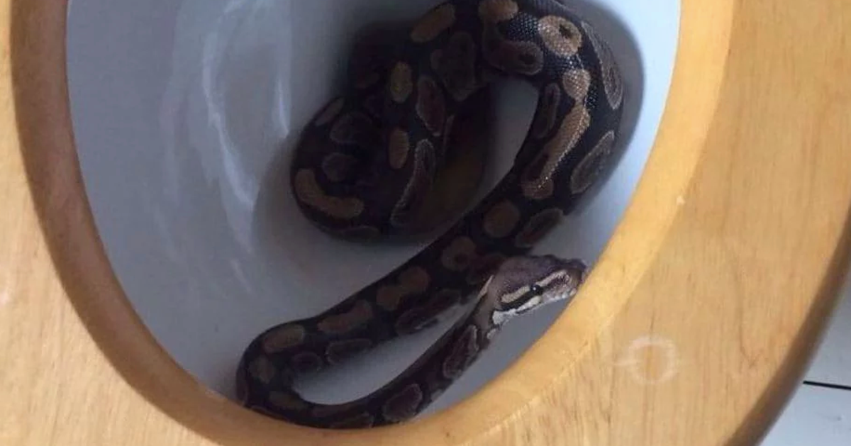 Baby Python Found Blocking Bathroom Toilet In Southend, Essex ...