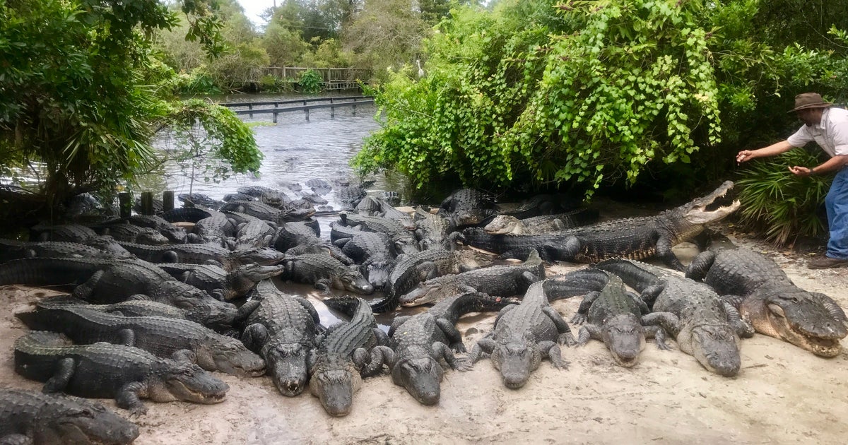 Gator Park Preps 2,000 Alligators For Irma, Promises None Will Escape ...