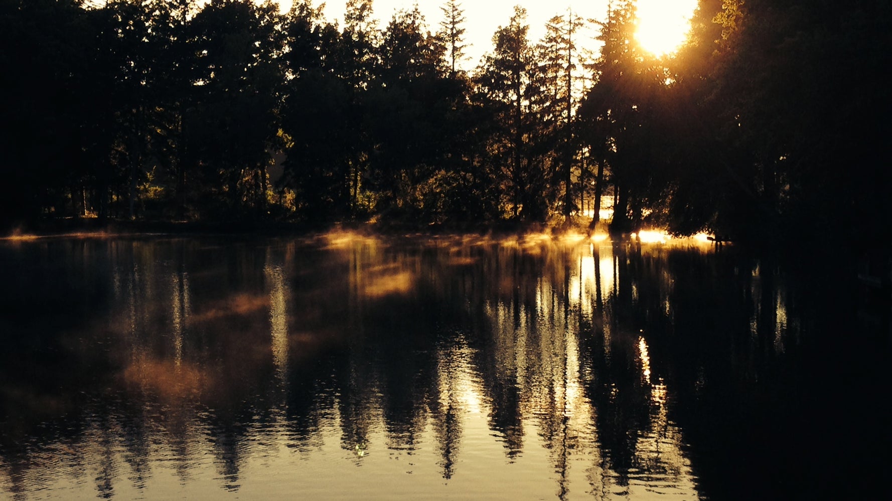 Climate change: Trees will save us | HuffPost