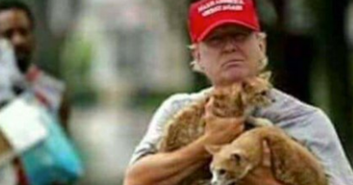 FAKE MEOWS: Trump Fans Share Bogus Snap Of Him Saving Cats From Harvey ...
