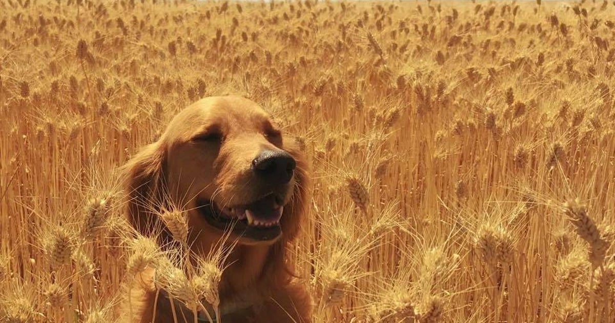 Everything I Know About Forgiveness, I Learned From My Dog | HuffPost ...