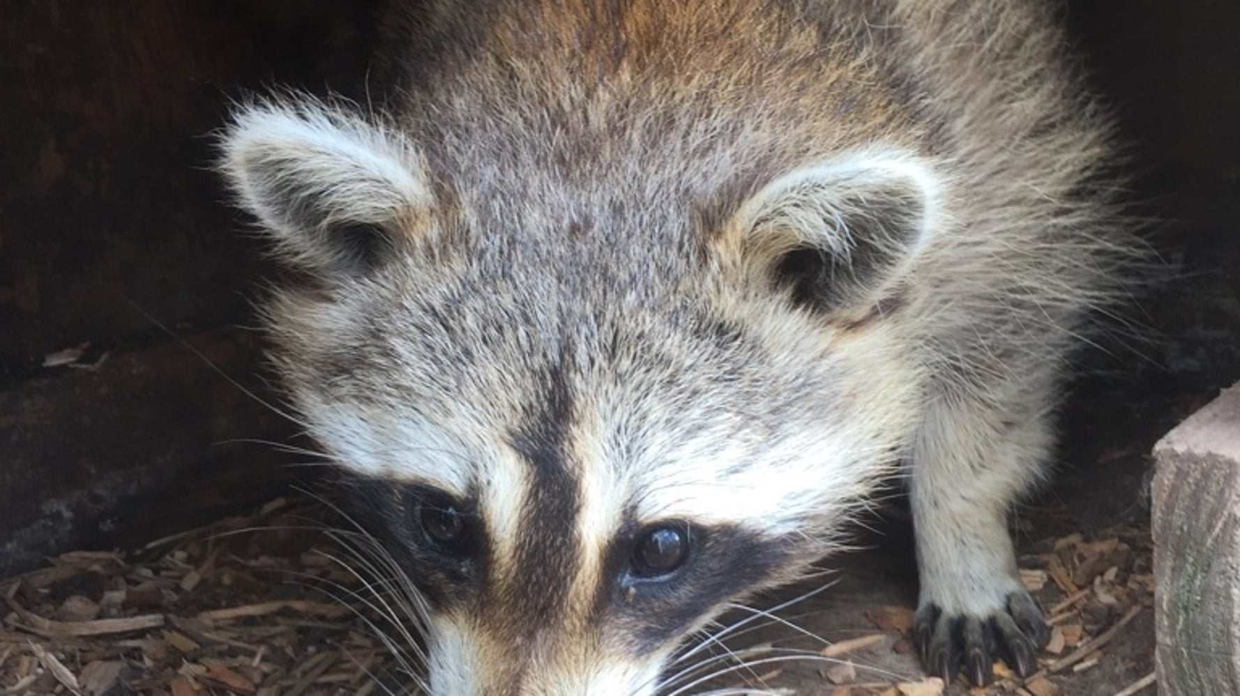 Returning a raccoon home | HuffPost