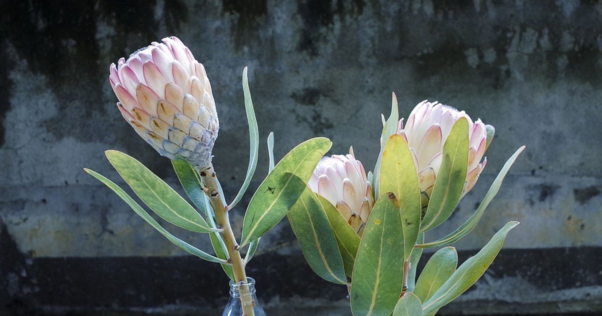 4 Stylish Ways to Use Inexpensive Flowers | HuffPost Contributor