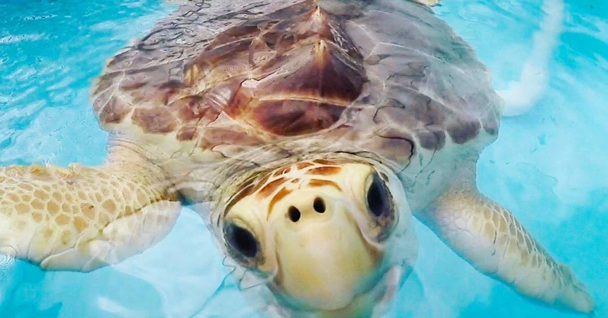 How This Hospital Keeps Sick Turtles Safe During Hurricane Season ...