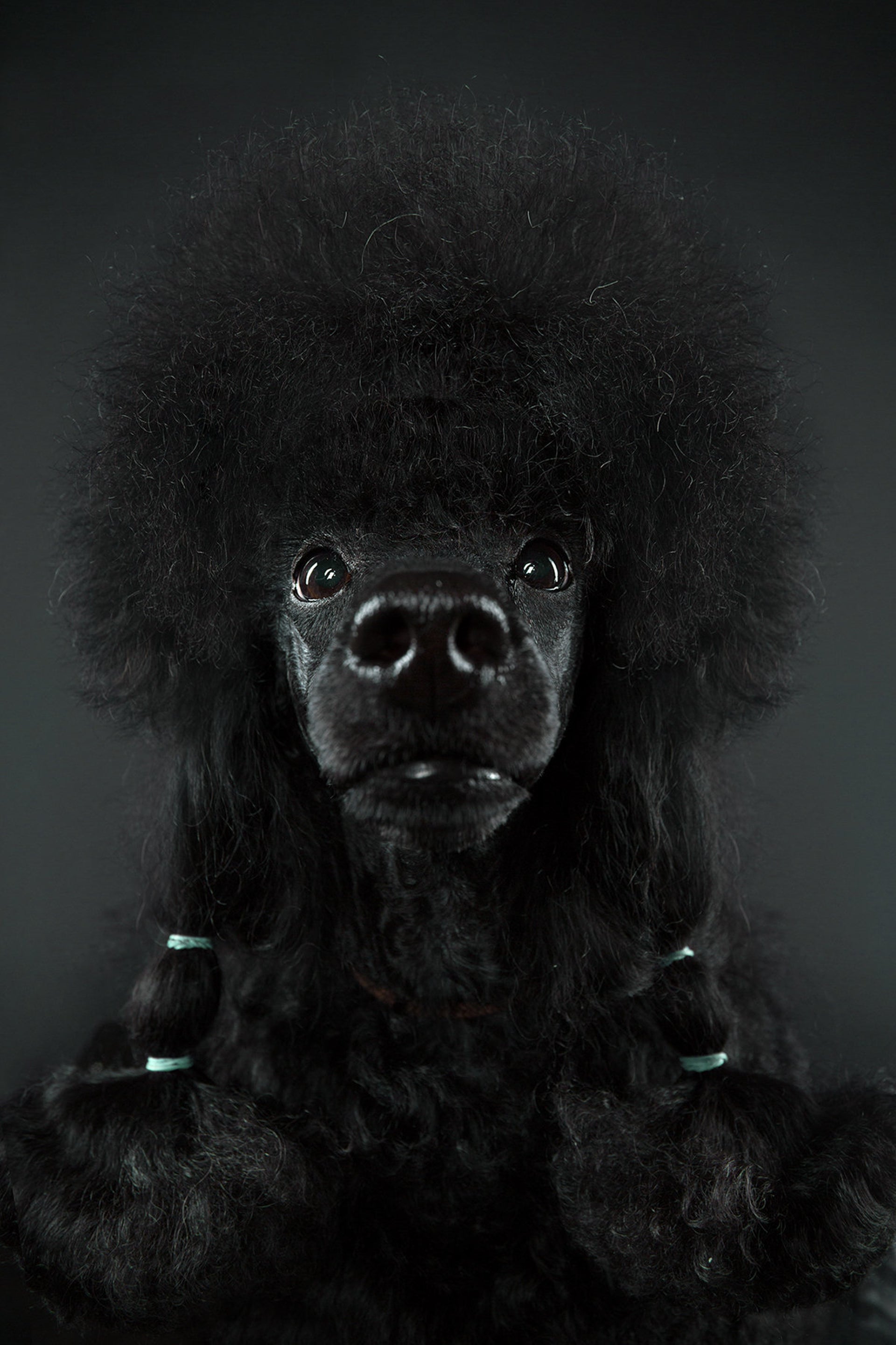14 Dog Portraits That Show The Adorably Human Side Of Pups | HuffPost Life