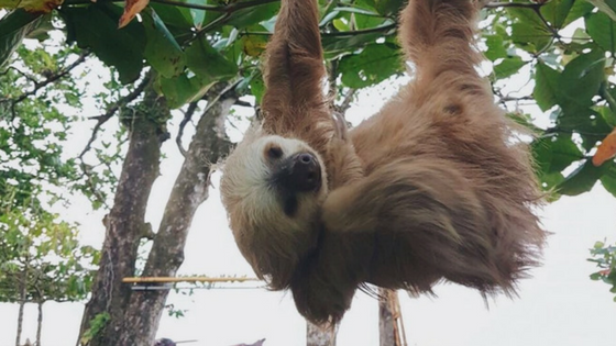 The Things Youll Wish You Knew Before Visiting Costa Rica Huffpost