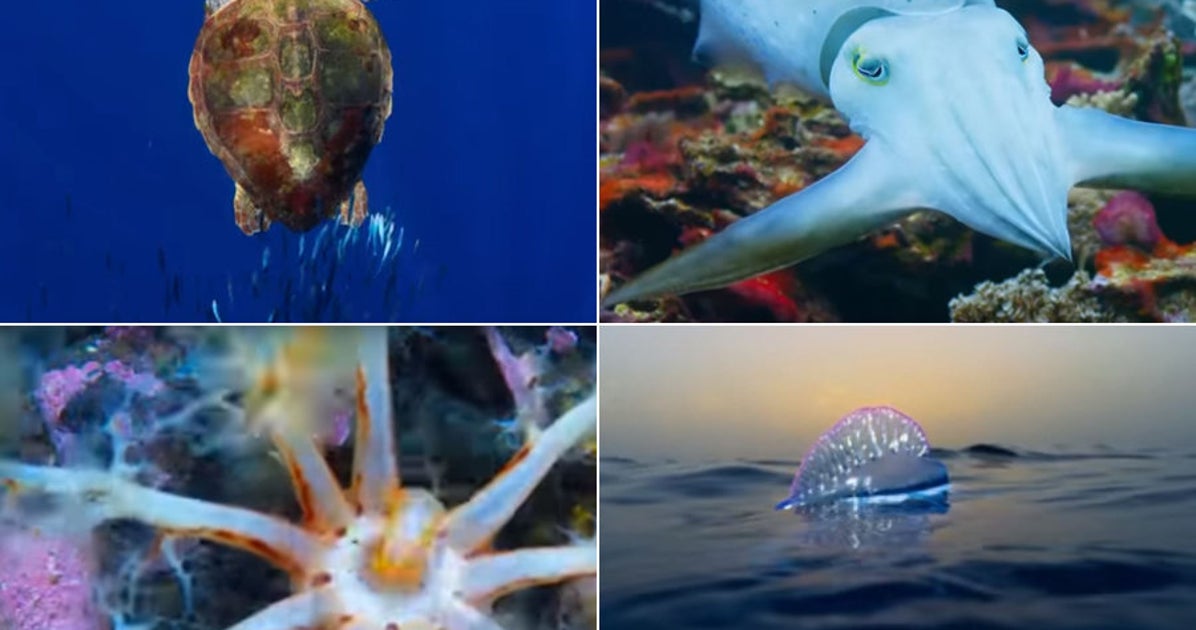 Blue Planet II's First Trailer Features Music From Hans Zimmer And ...