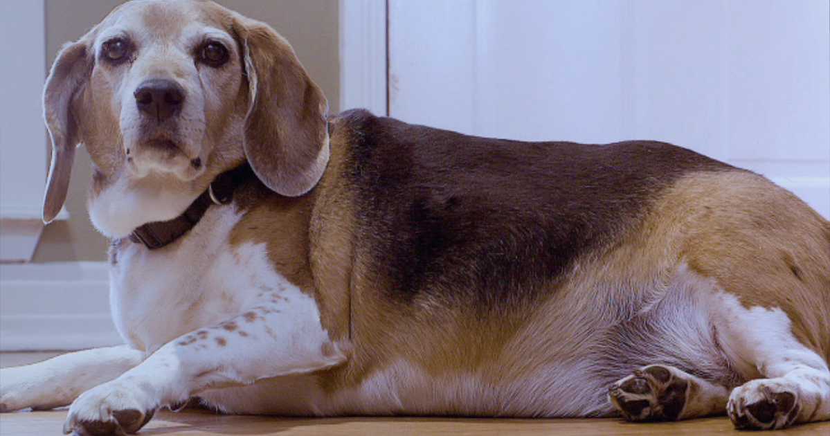 This Obese Beagle Will Do Anything For Beef Jerky | HuffPost Weird News