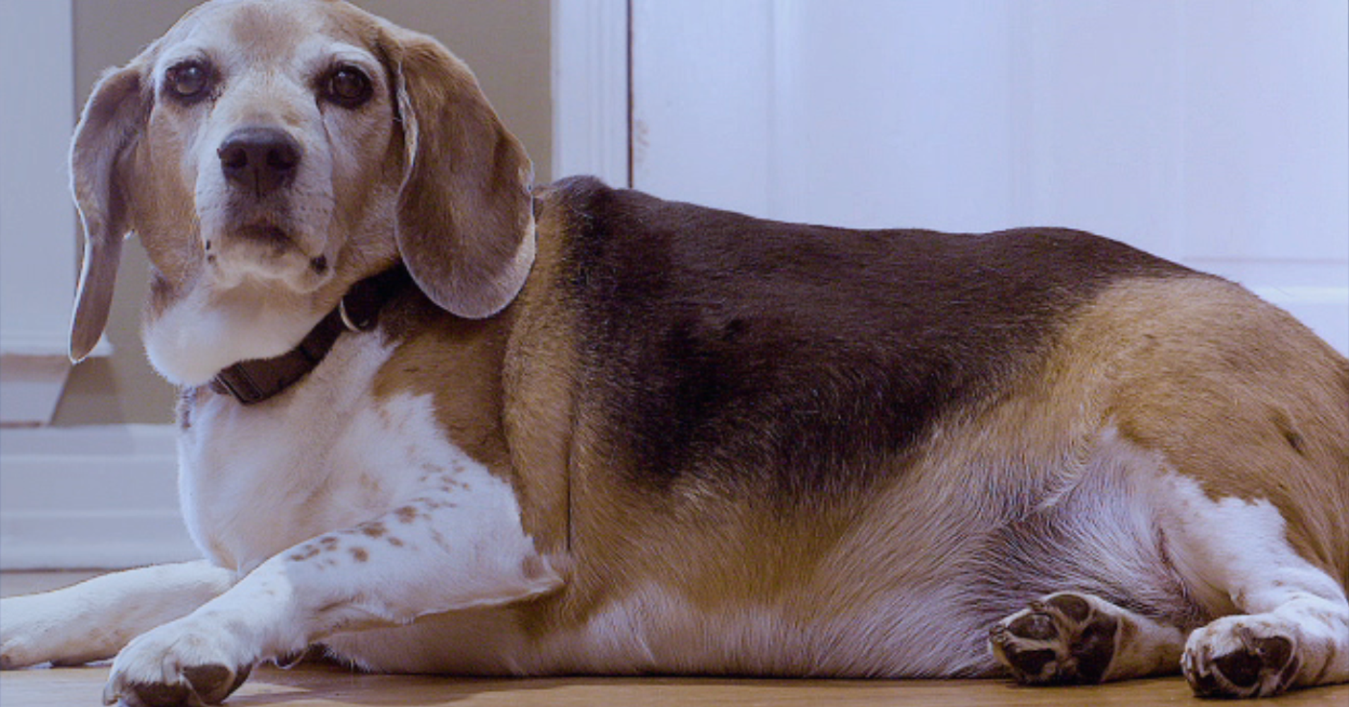 This Obese Beagle Will Do Anything For Beef Jerky | HuffPost