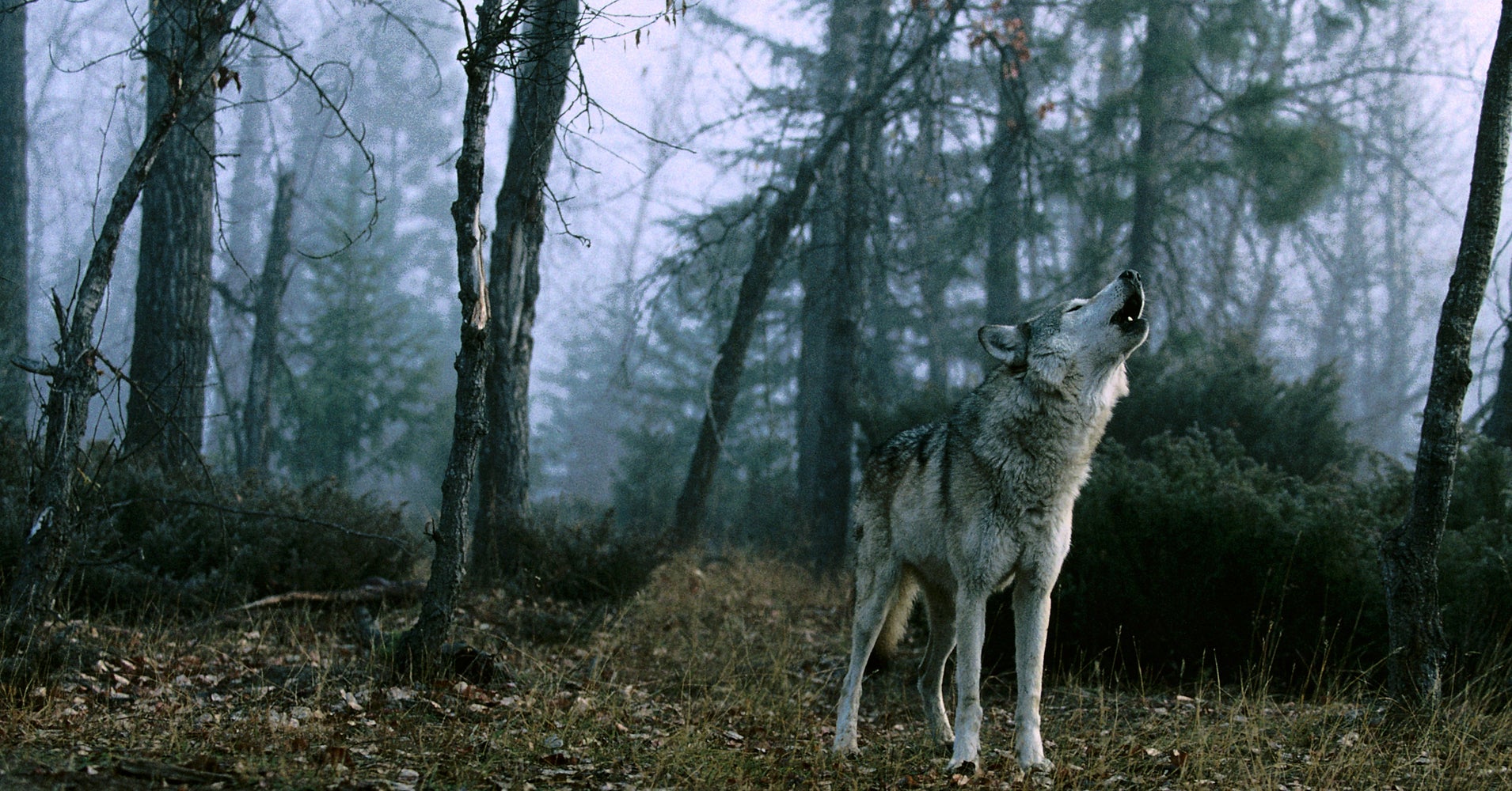 Why Does the Howl of a Wolf Sound so Eerie? | HuffPost