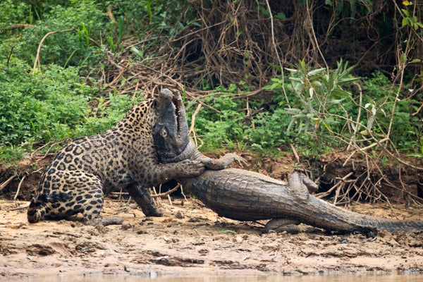 Jaguar Conquers Caiman In Epic Battle At Brazilian River | HuffPost