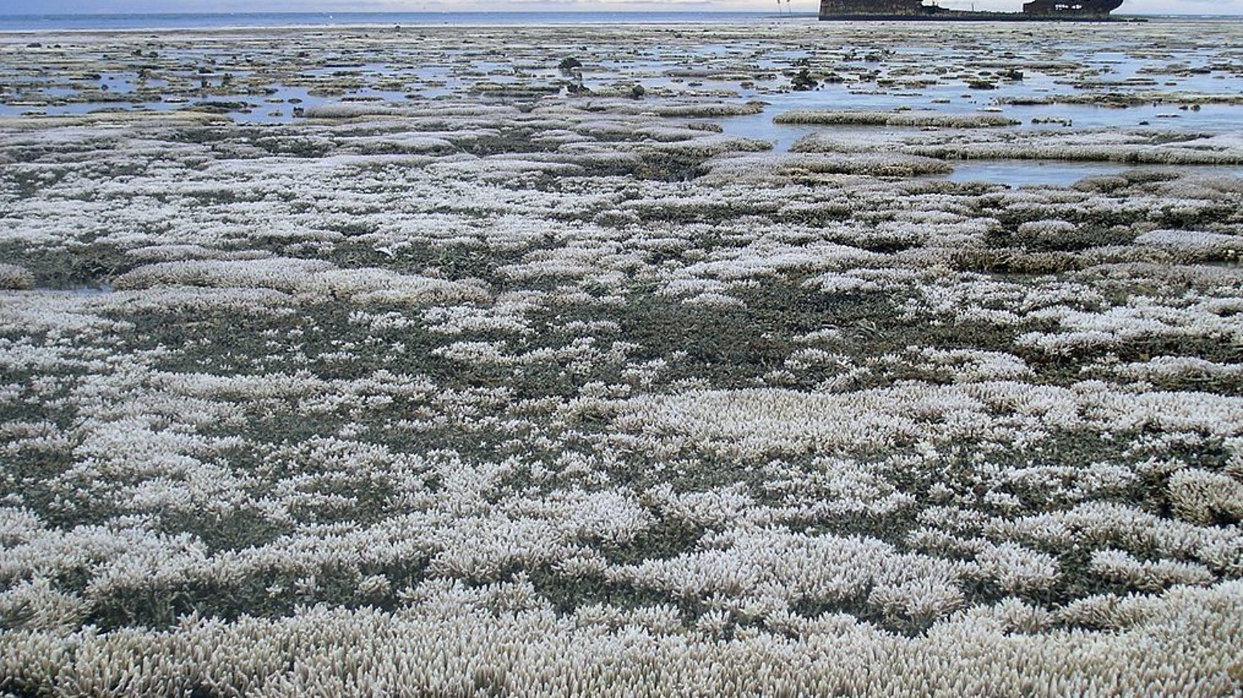 Hidden Dangers Of The Coral Reef Crisis | HuffPost