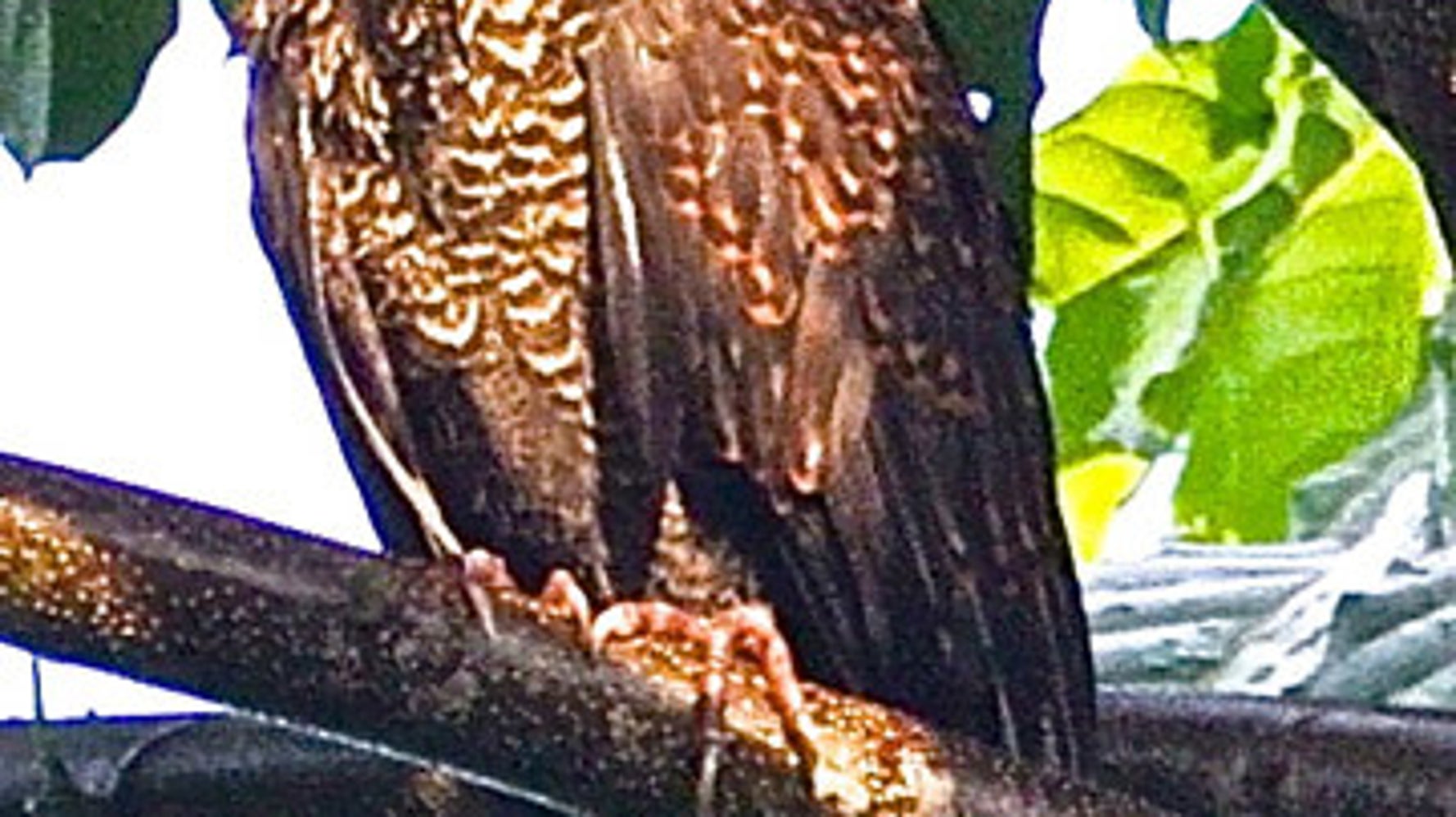 Climate change further threatens survival of the manumea | HuffPost