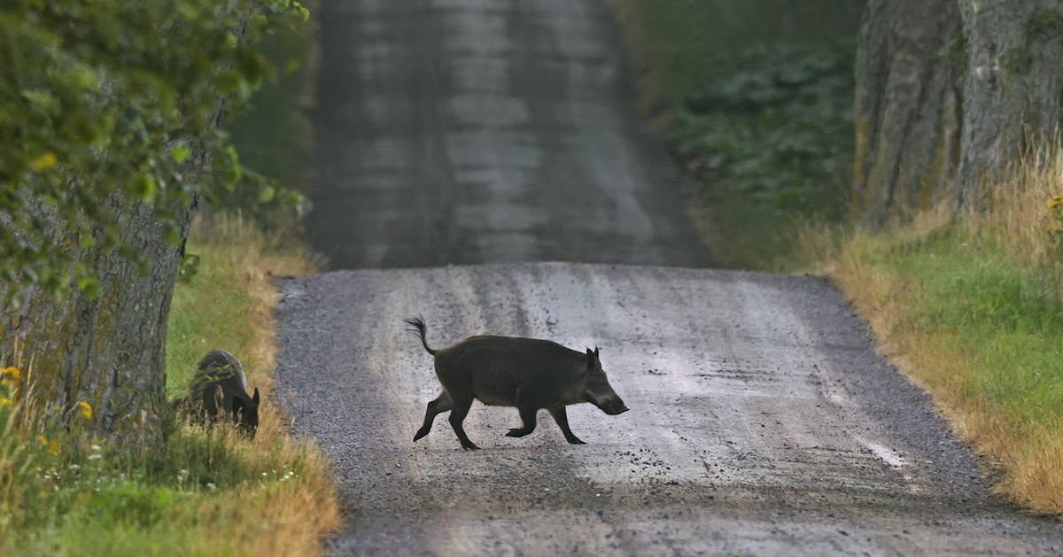 Boars In Sweden Are Turning Radioactive And The Reason Why Might Shock ...