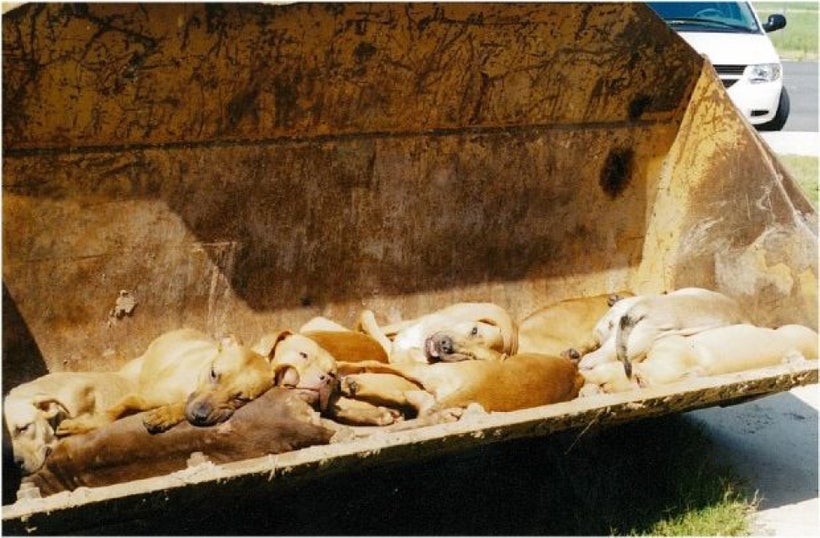 Killing Animals: PETA's Open 'Secret' | HuffPost