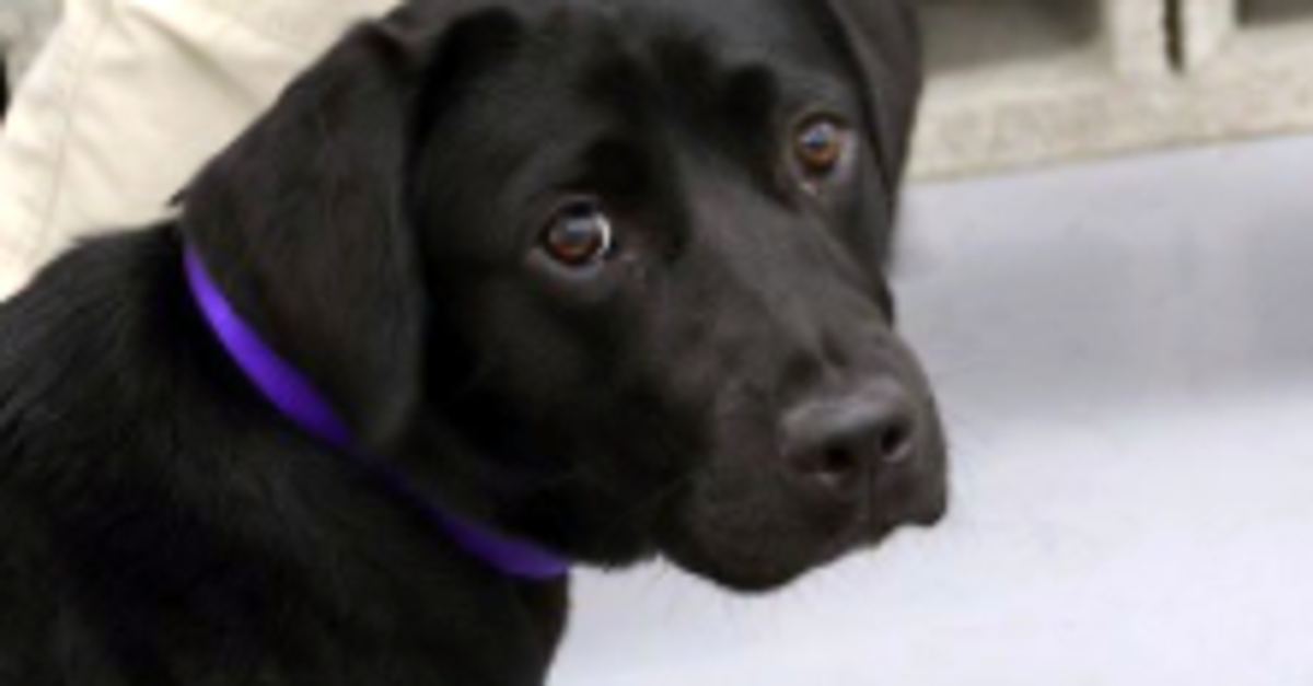 CIA Fires Dog From Bomb Sniffer Program Because It Just Wasn't For Her ...