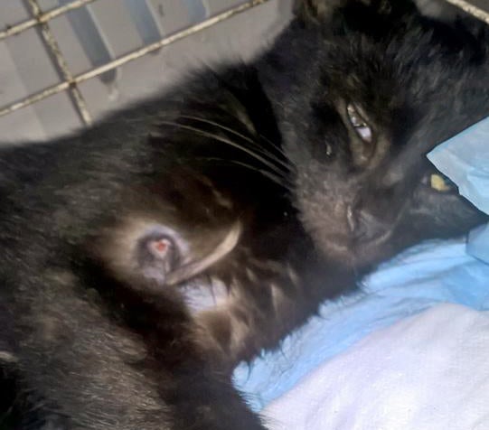 Cats Cruelly Shot, Dead And Wounded, After Being Lost From Sanctuary ...