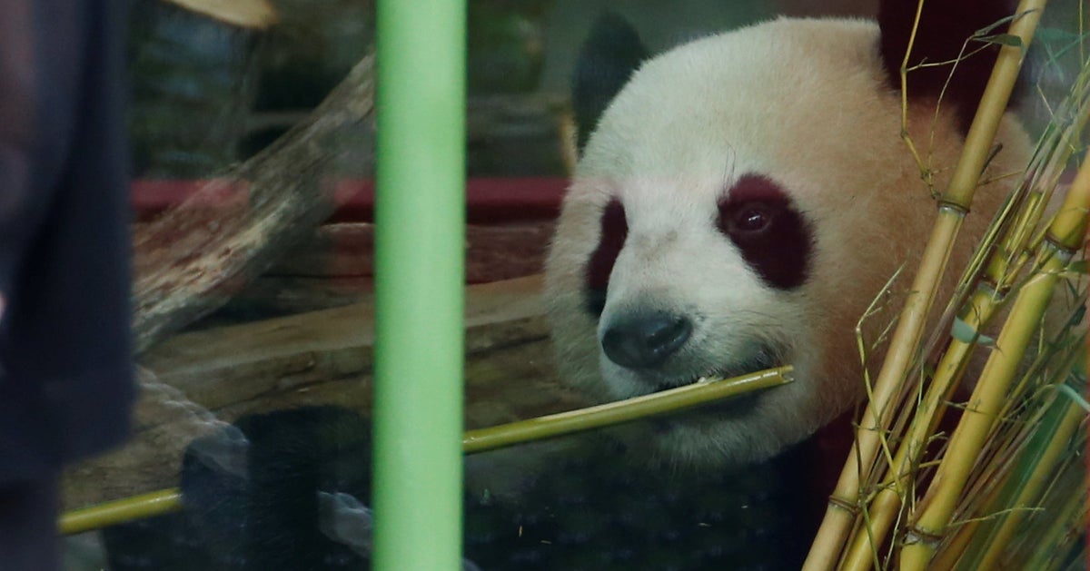 How To 'Cure' A Panda That Walks Backwards -- Sex Is The Answer ...