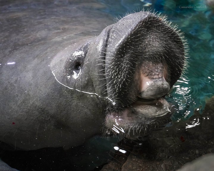 Three Orphaned Manatees Transported from Florida to Receive TLC at the ...