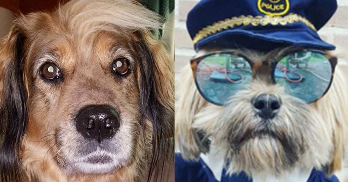 Jimmy Fallon's Halloween Dogs Round-Up Is Too Cute For Words | HuffPost ...