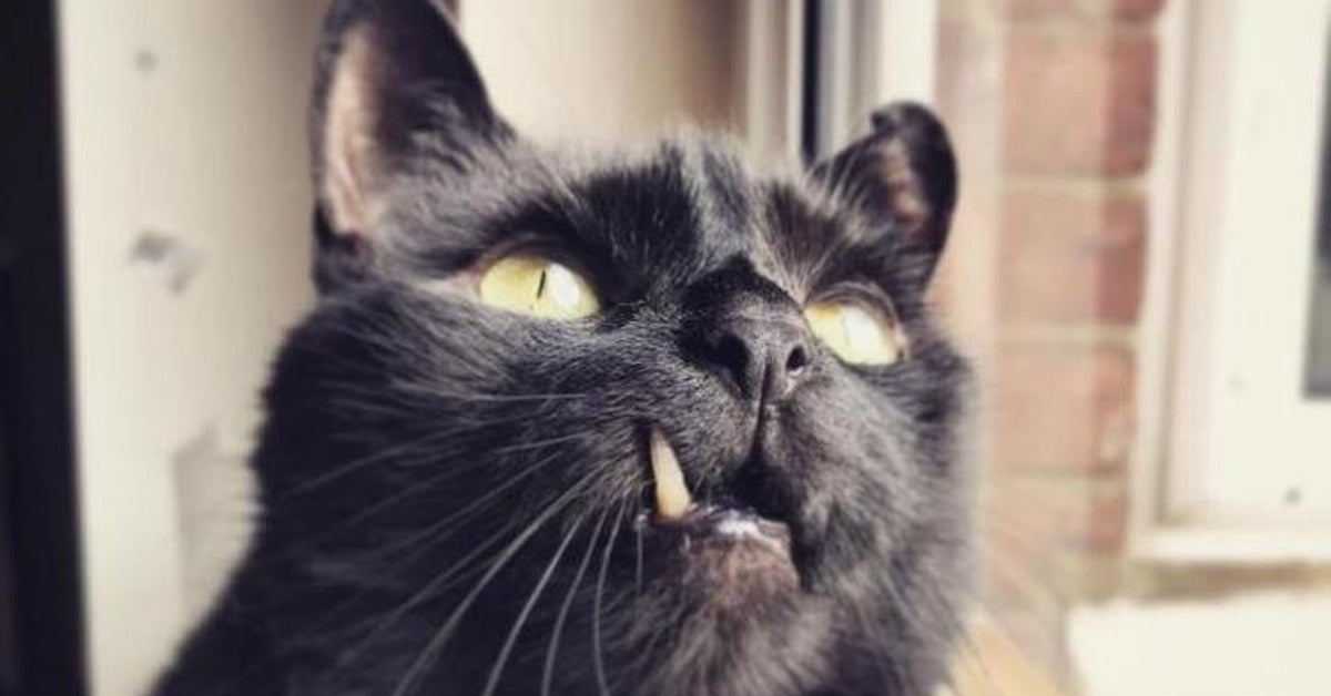 Fangy Feline Dubbed 'Count Catula' Is Looking For A Home | HuffPost Life