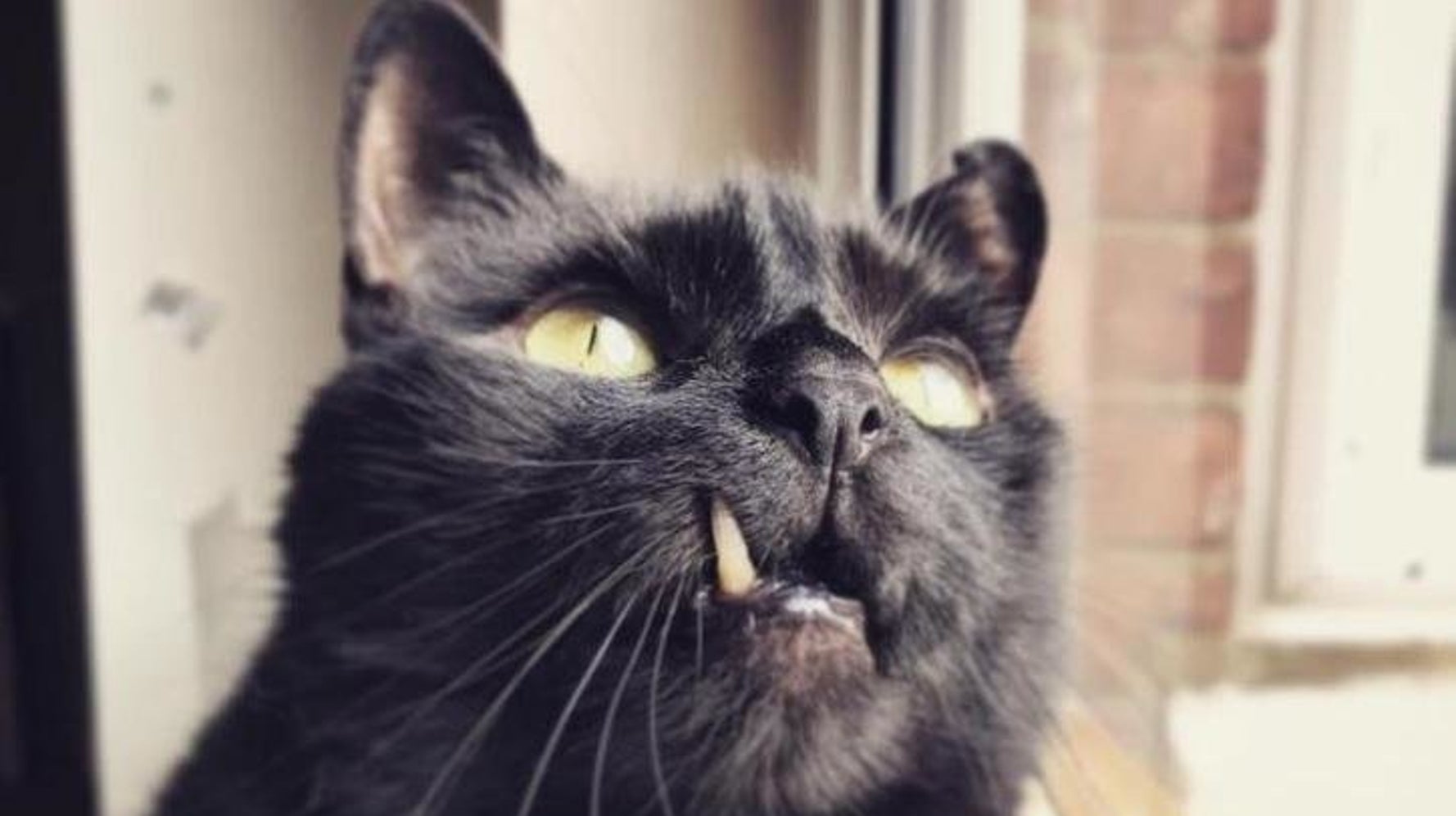 Fangtastic Cat Dubbed 'Count Catula' Looking For A Purrmanent Home This ...