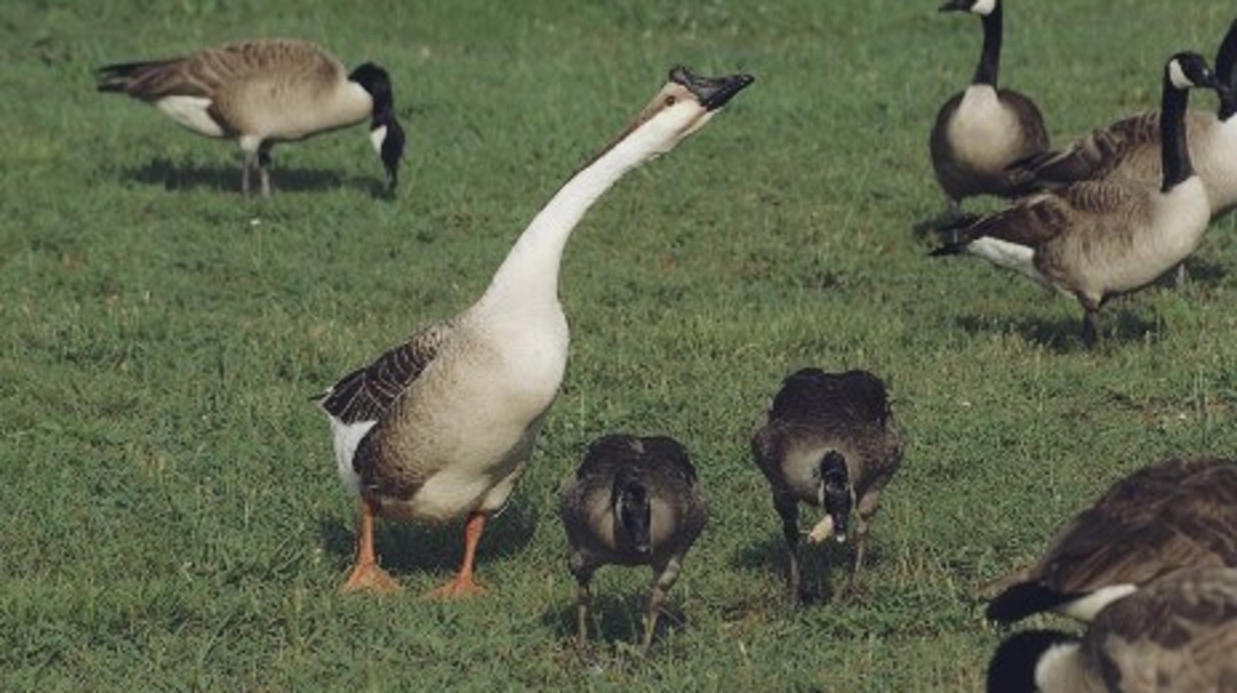 The Death of a Community Swan Goose | HuffPost