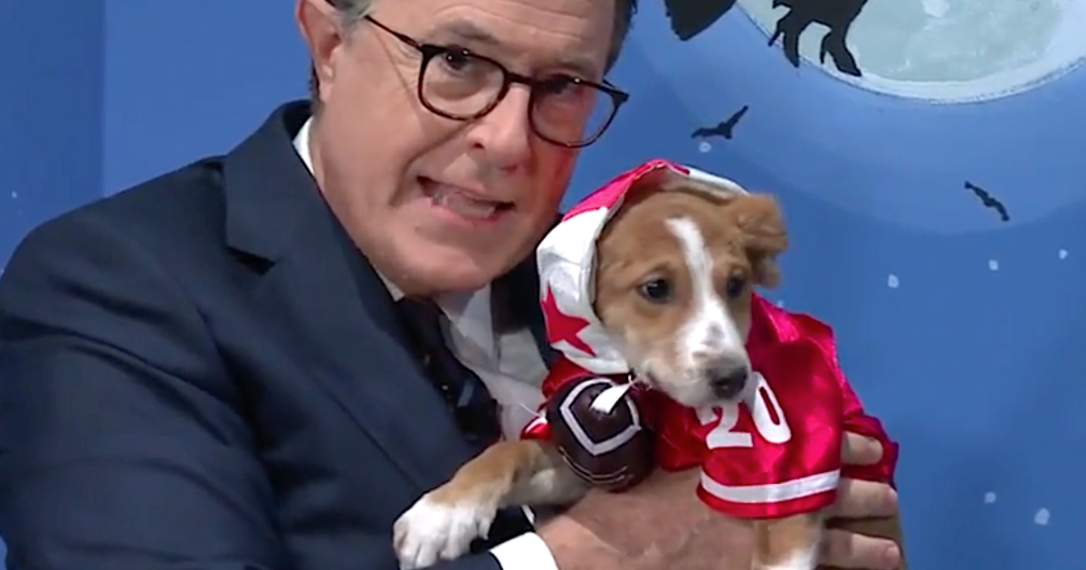 Stephen Colbert And Billy Eichner Try To Rehouse Adorable Rescue Dogs ...