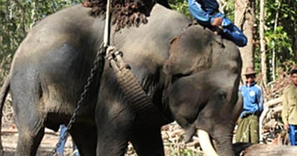 Can We Save the Elephants From Extinction? | HuffPost Contributor