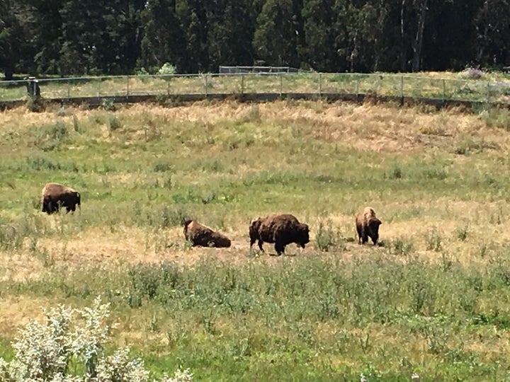 What one epic day in San Francisco taught me about Chicago | HuffPost ...