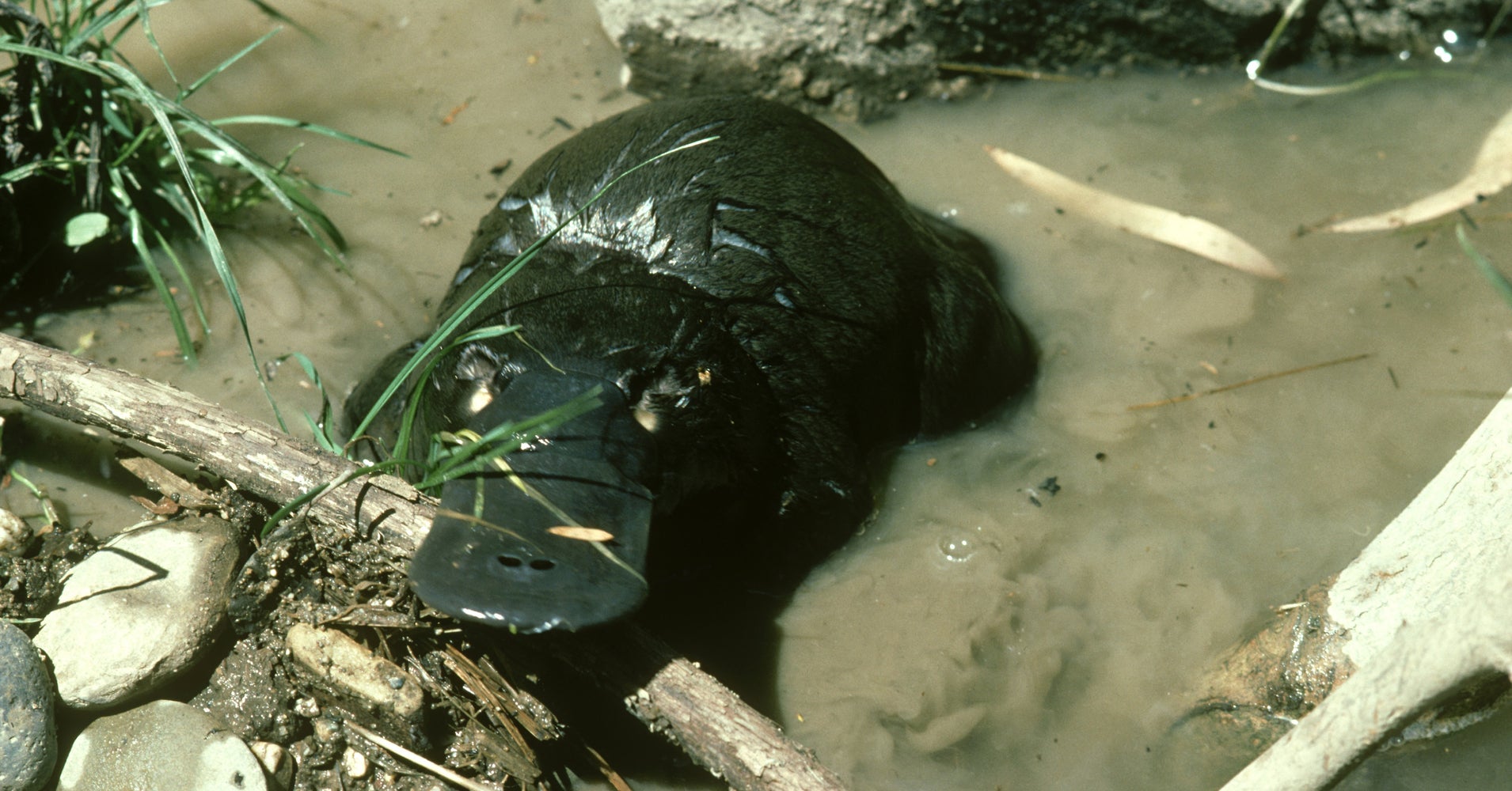 What Evolutionary Pressures Led to the Platypus Being So Unique? | HuffPost