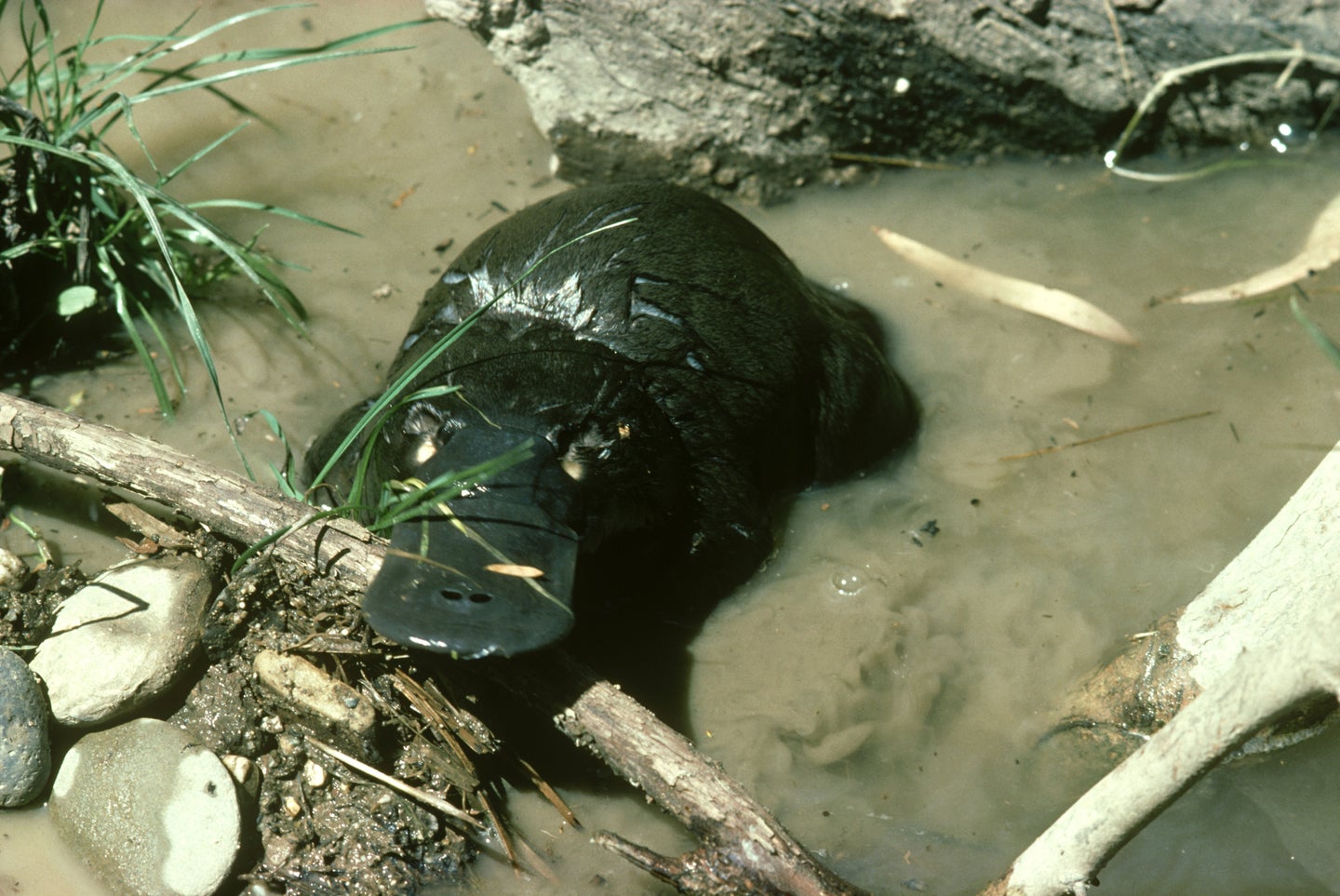 What Evolutionary Pressures Led to the Platypus Being So Unique ...