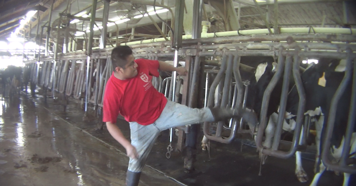 Undercover Video Shows Farm Worker Kicking And Beating Cows in Florida ...