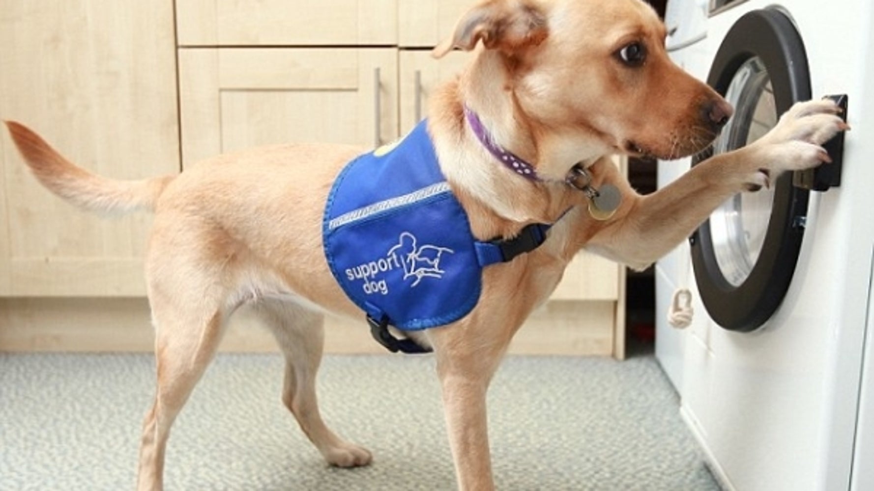 Assistance Dogs Provide Help and Love | HuffPost Contributor
