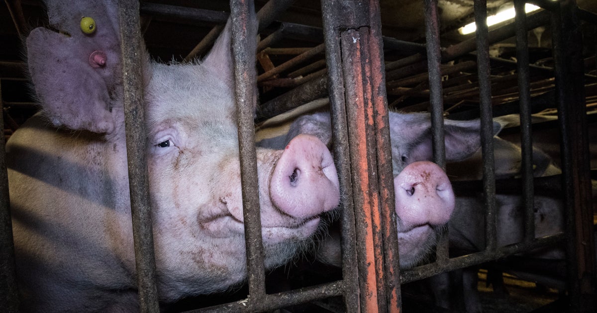 Pig Farm Investigation By Animal Equality Raises Concerns About Red ...